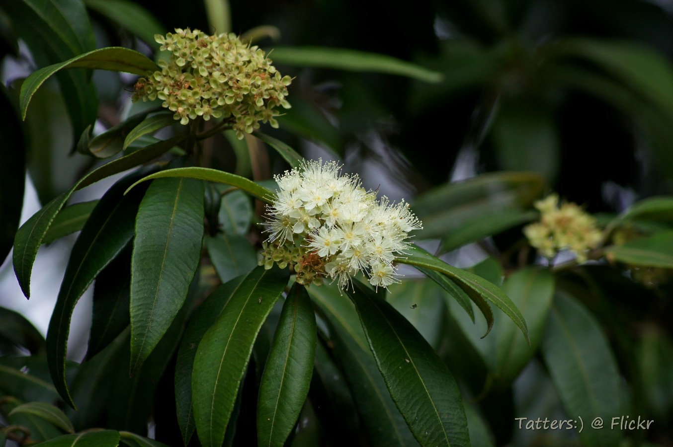 In My Soap Pot Lemon Myrtle